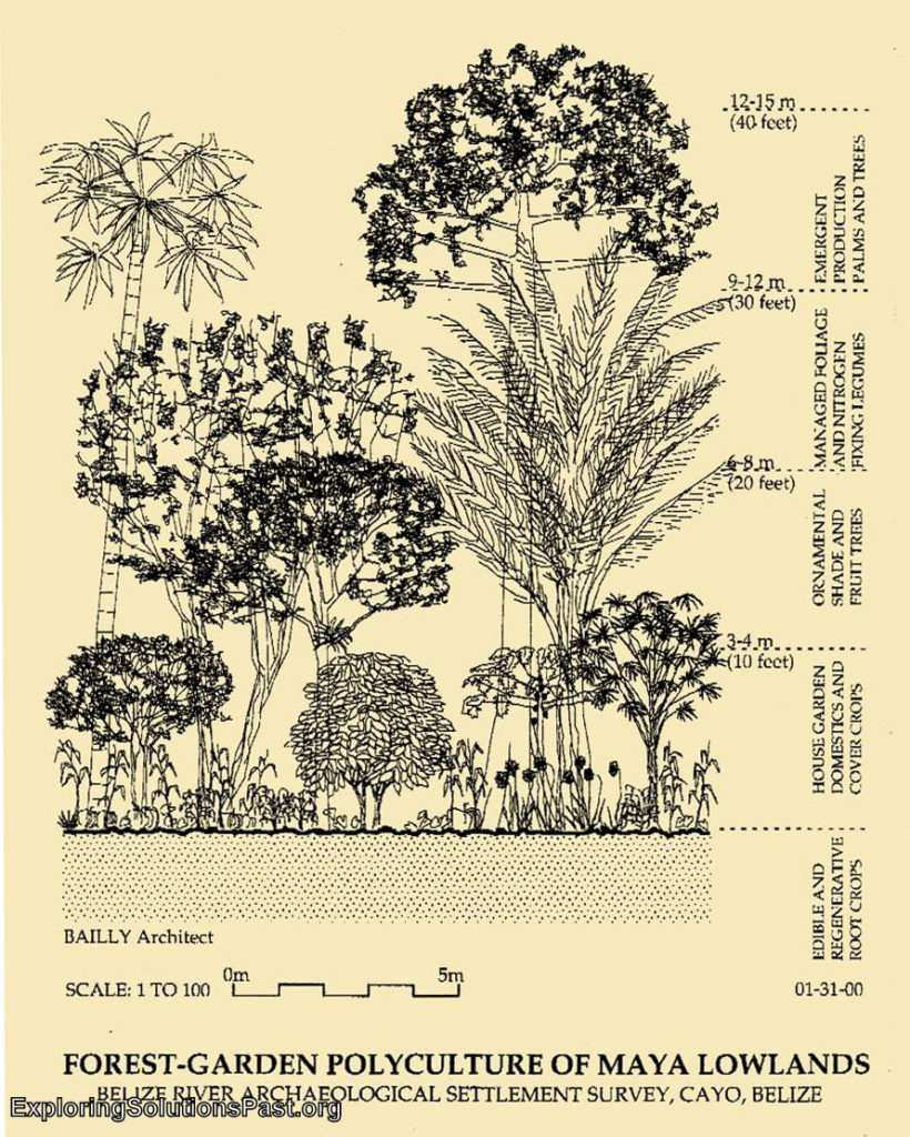 What are Maya Forest Gardens? - Exploring Solutions Past